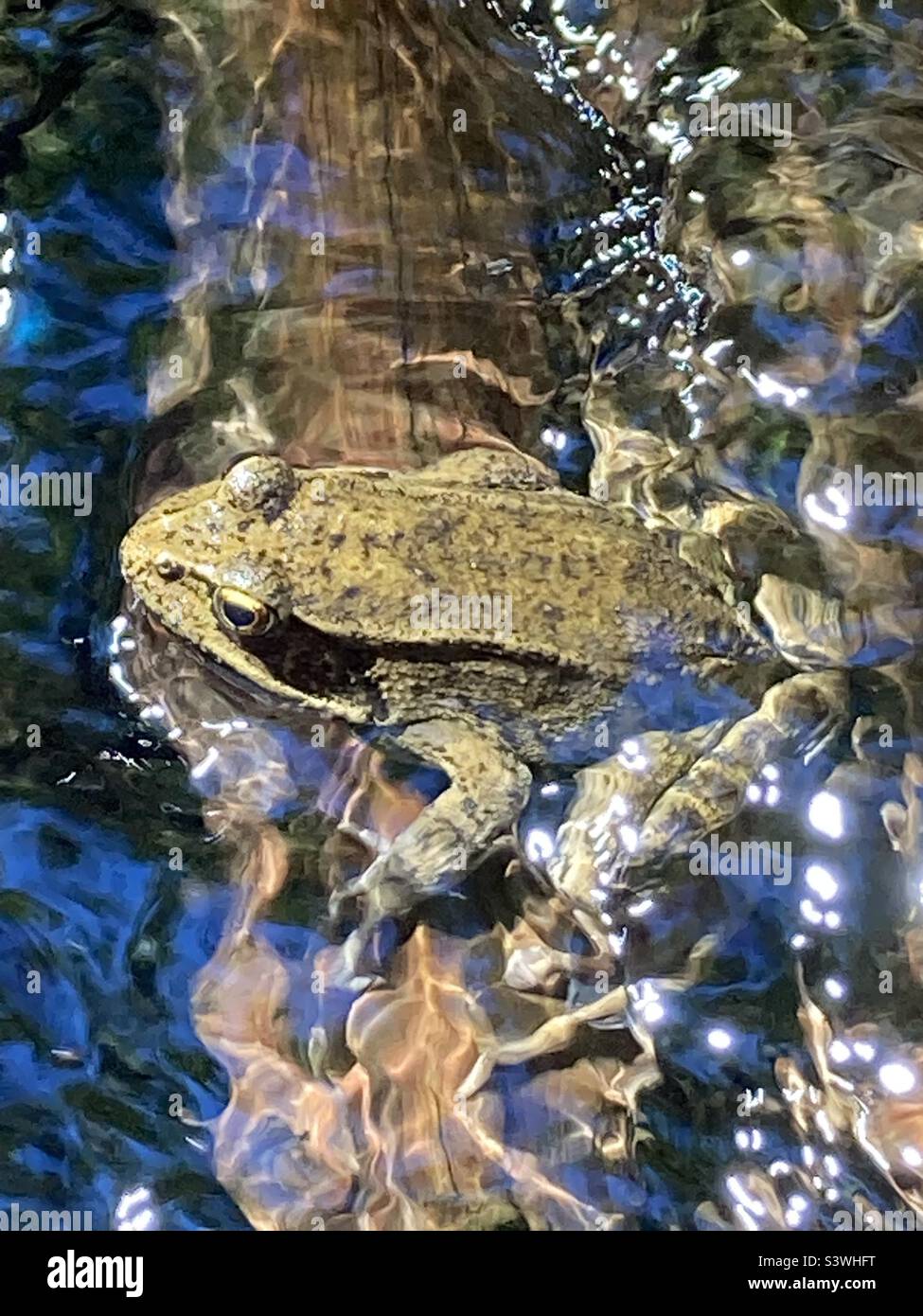 Oregon frog hi-res stock photography and images - Alamy