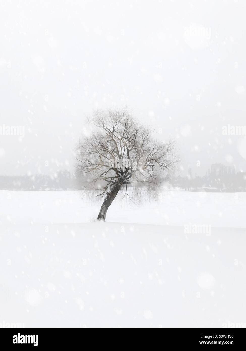 Tree under the falling snow Stock Photo - Alamy