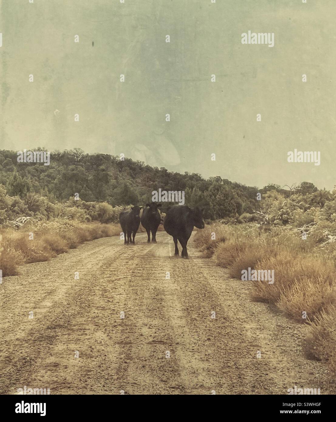 Vintage image of cows in the road Stock Photo - Alamy