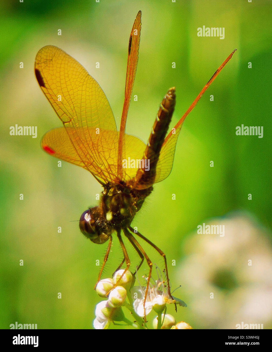 Eastern amberwing hi-res stock photography and images - Alamy