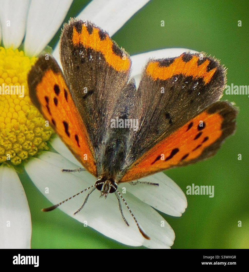 American copper hi-res stock photography and images - Alamy