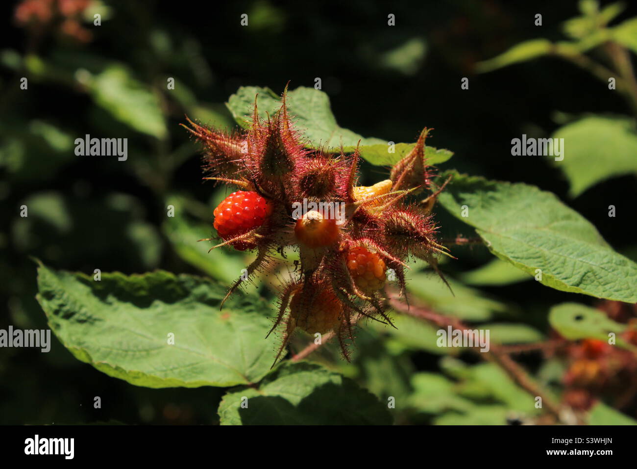 random berry against blurry background Stock Photo - Alamy
