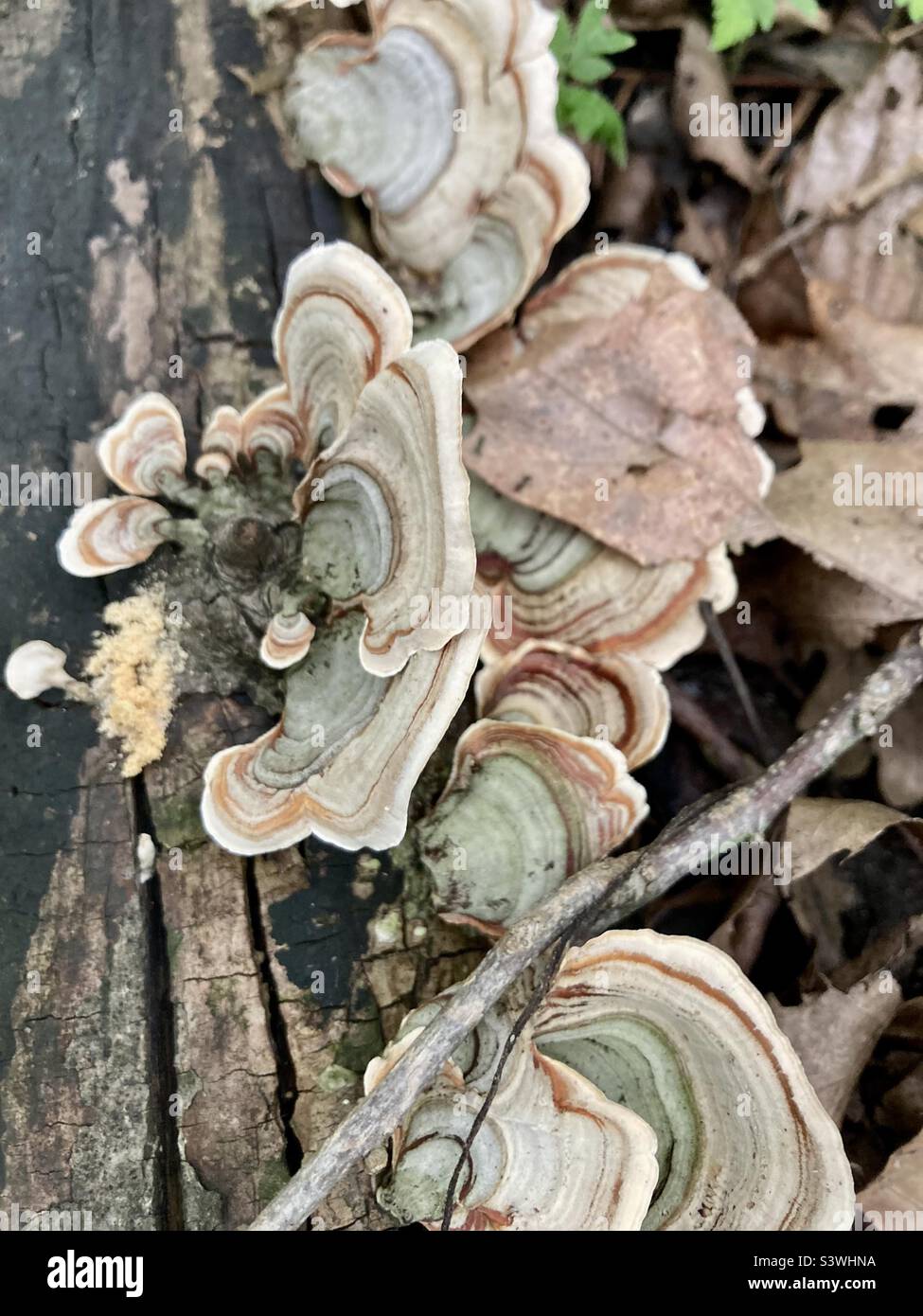 Log with fungi hi-res stock photography and images - Alamy