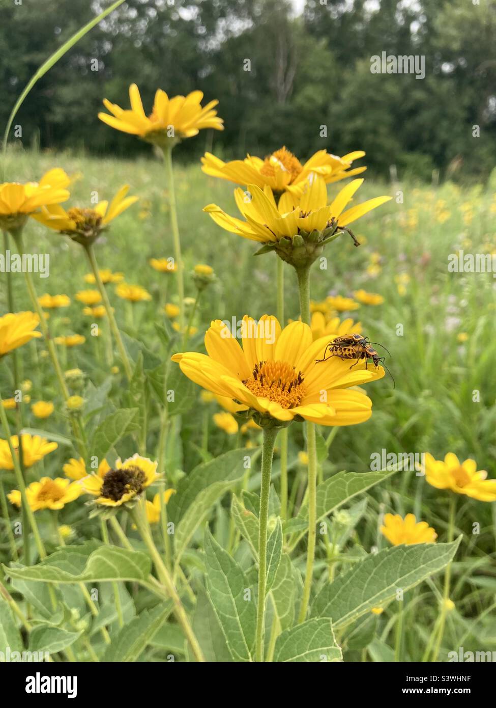 Prairie yellow green hi-res stock photography and images - Alamy