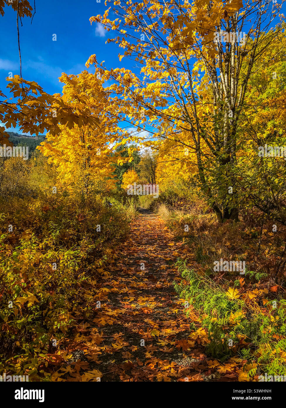 Beautiful Leaf Covered Path Stock Photo - Alamy