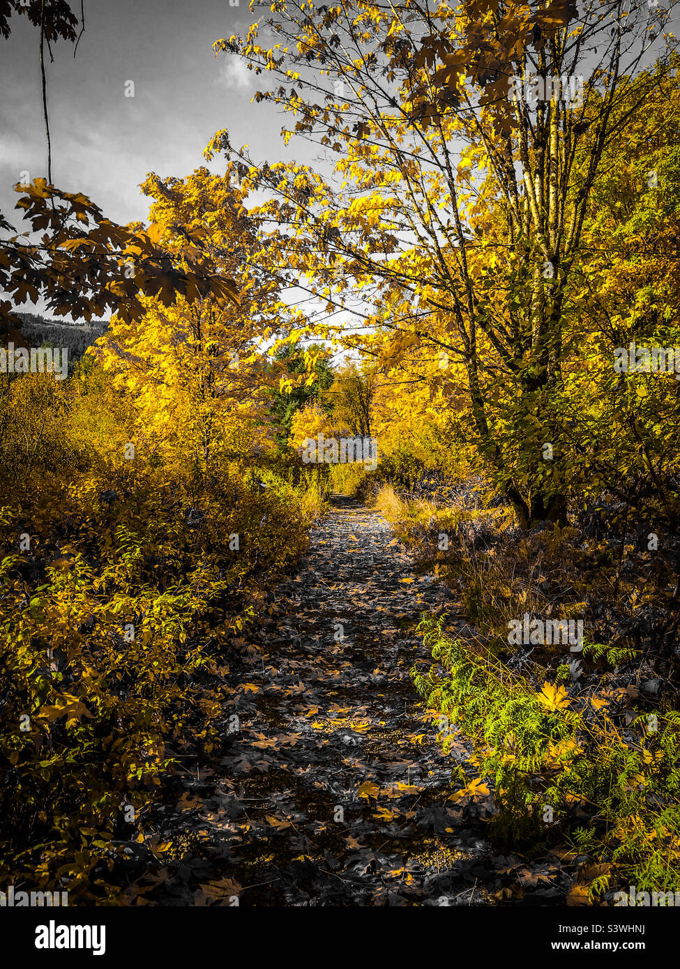 Covered pathway hi-res stock photography and images - Alamy