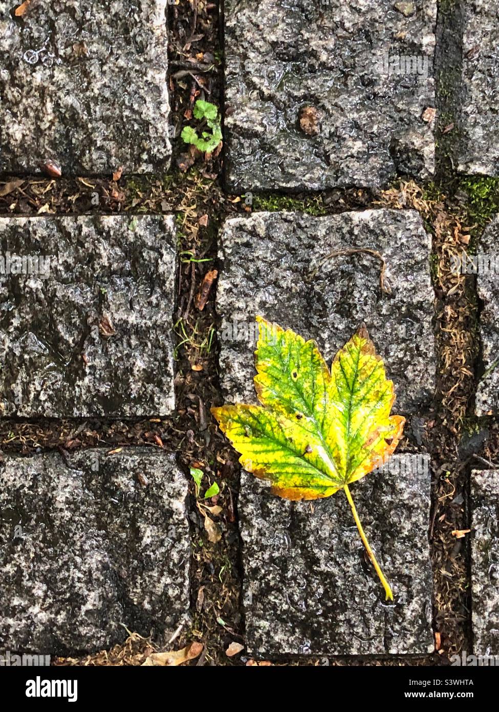 Blown leaf hi-res stock photography and images - Alamy