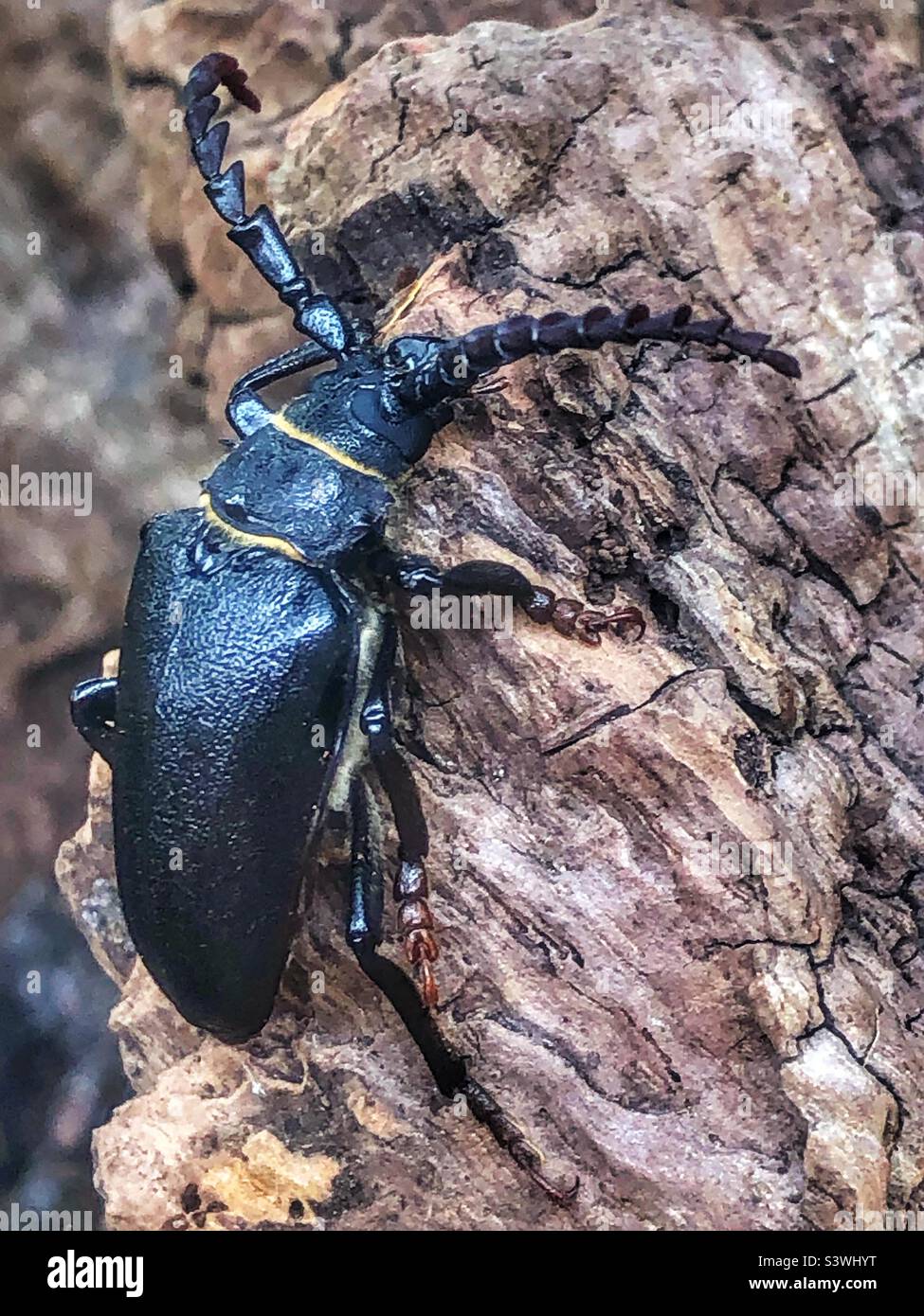 Broad necked root borer beetle hi-res stock photography and images - Alamy