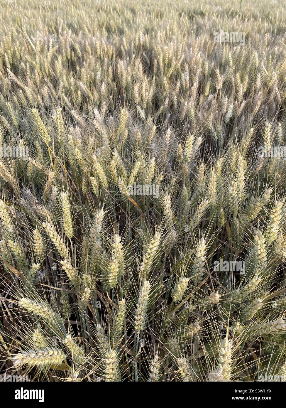 Rye (Secale cereale) growing Stock Photo - Alamy