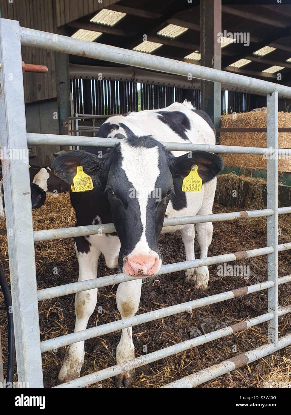 Holstein Friesian calf in pen Stock Photo - Alamy