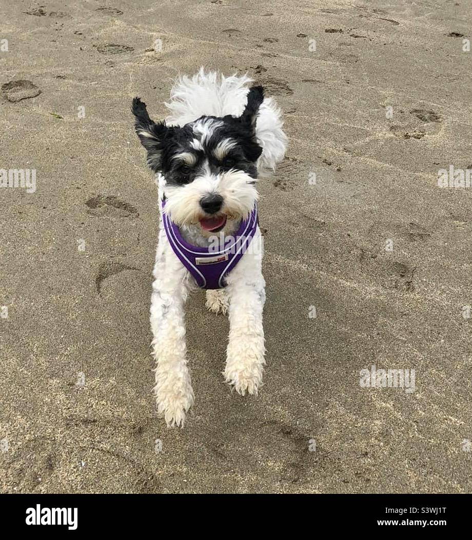 Puppy at the beach smartphone stock photos and images - Alamy