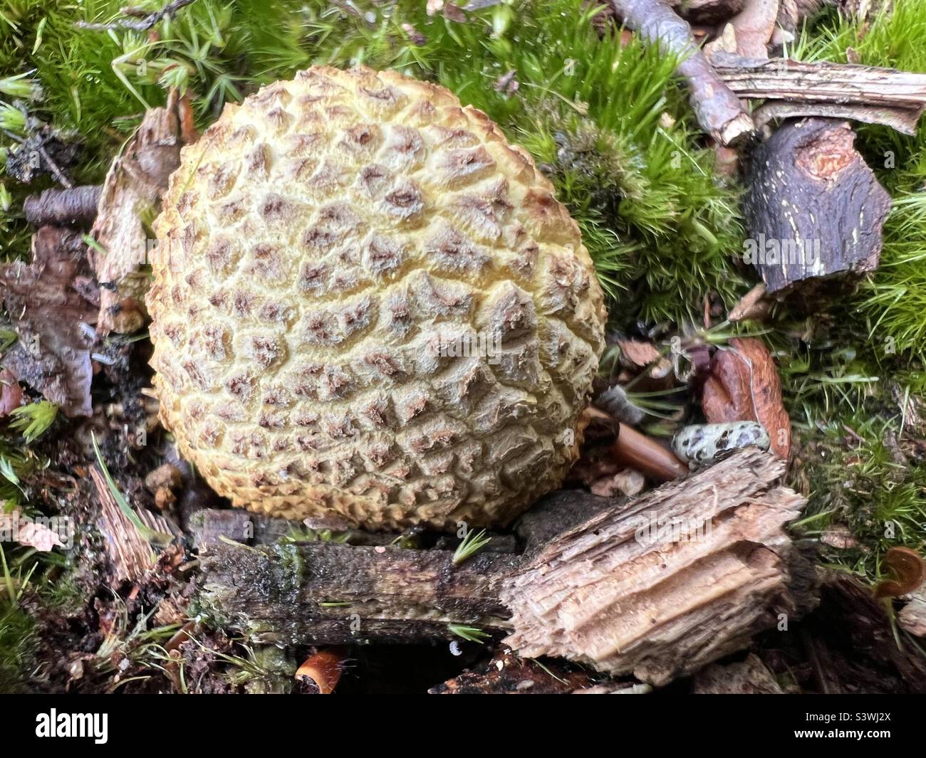 Scleroderma citrium hi-res stock photography and images - Alamy