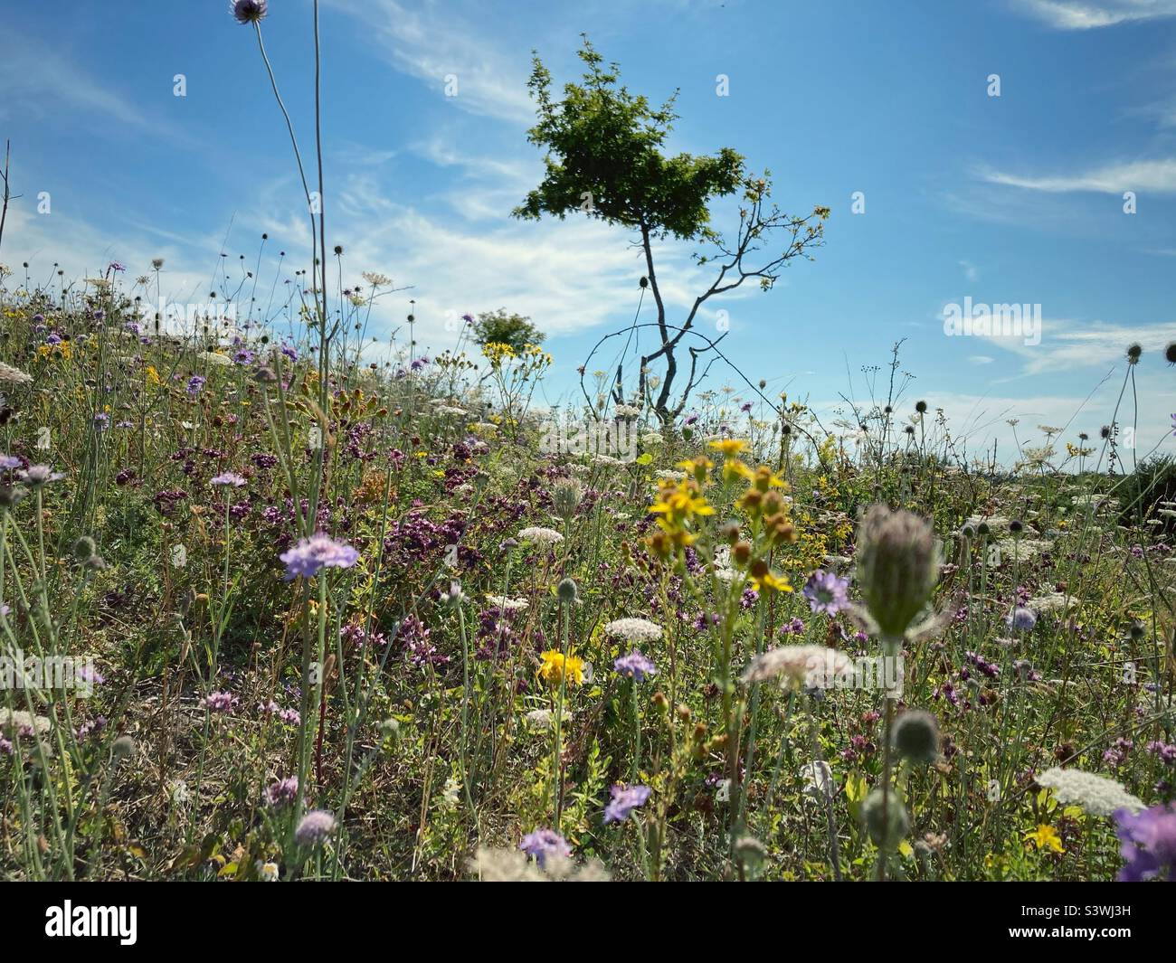 Grass flower meadow field smartphone stock photos and images - Alamy