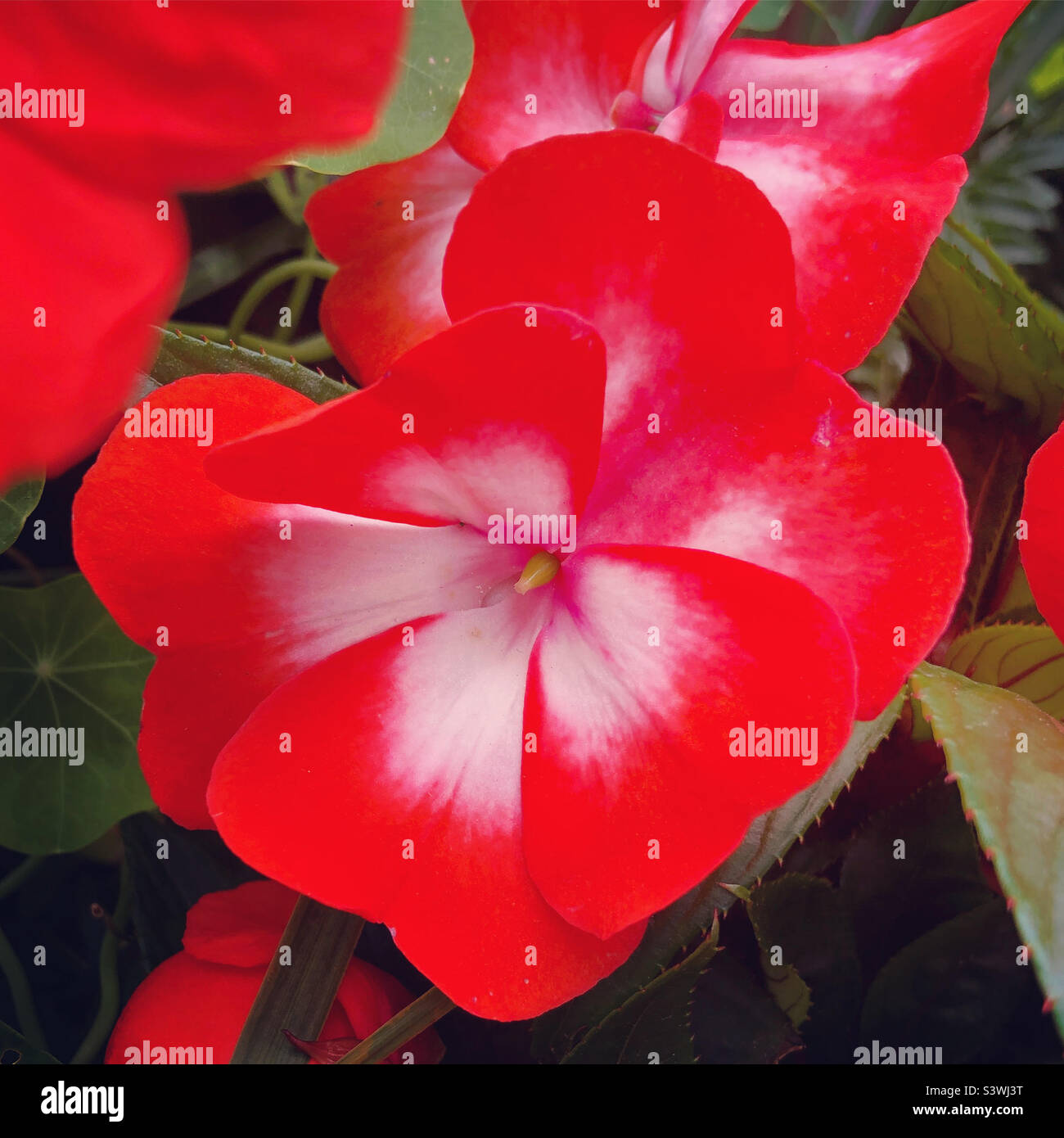 Red white flower hi-res stock photography and images - Alamy