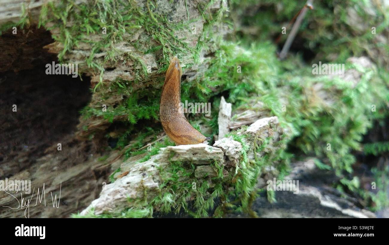 Slug in action Stock Photo - Alamy