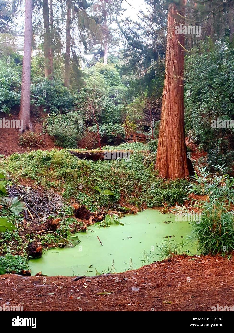 Whinfell quarry gardens hi-res stock photography and images - Alamy