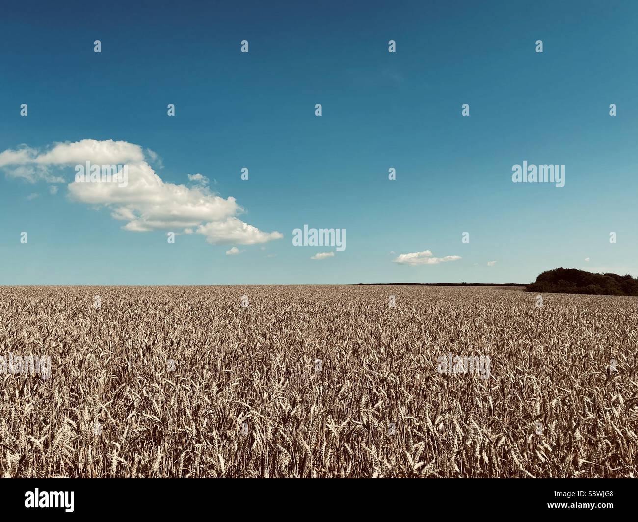Crops summer hi-res stock photography and images - Alamy