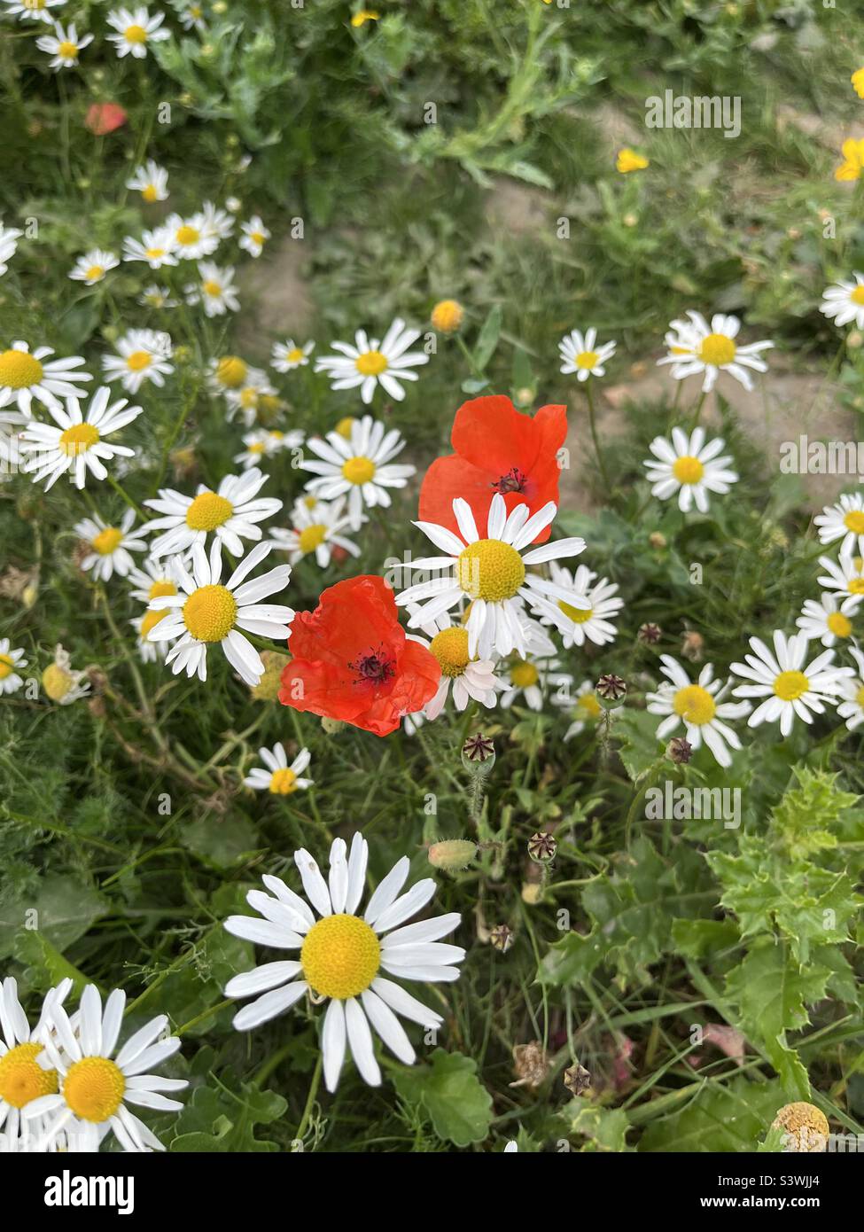 Estate flowers hi-res stock photography and images - Alamy