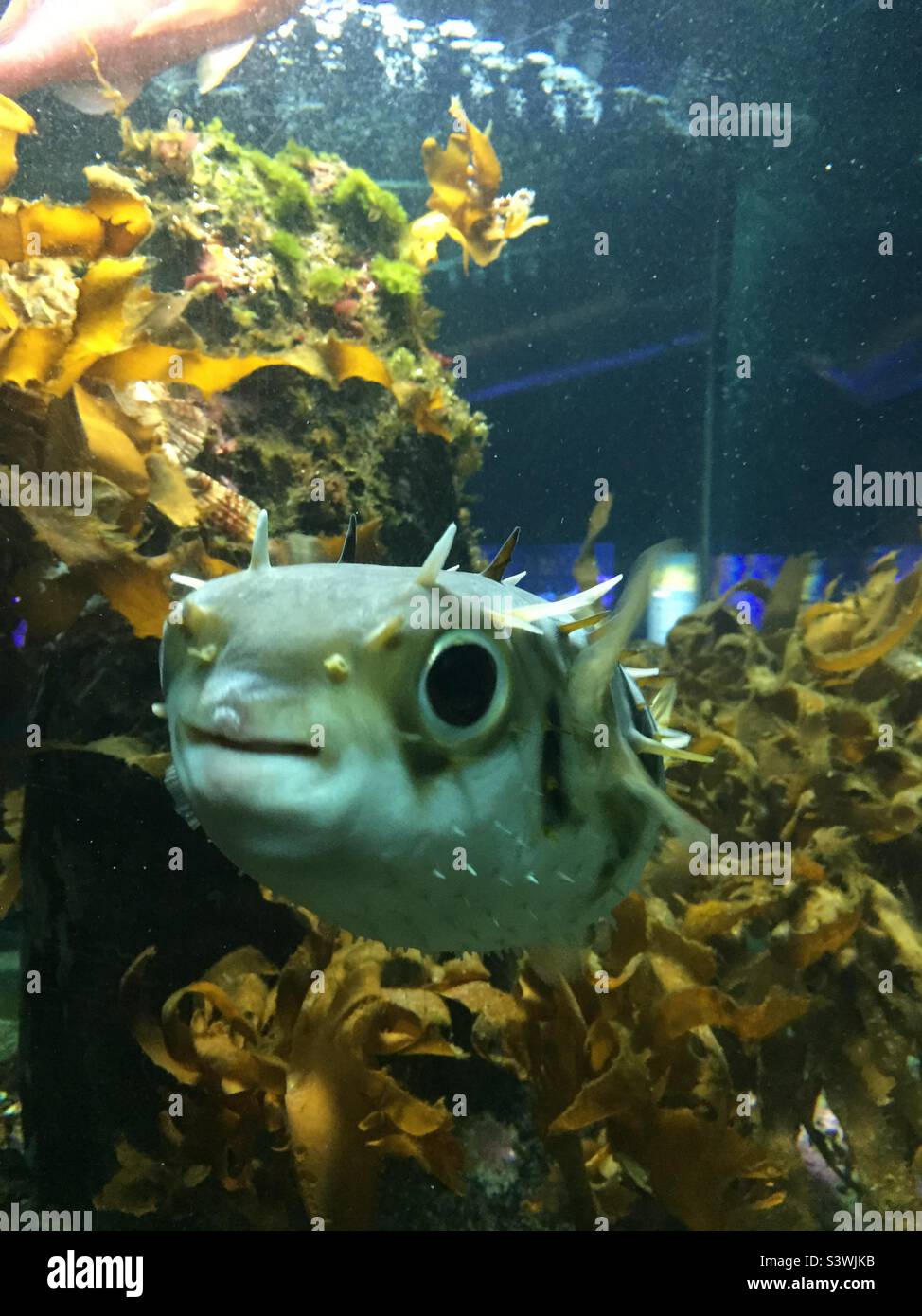Aquarium puffer fish hi-res stock photography and images - Alamy