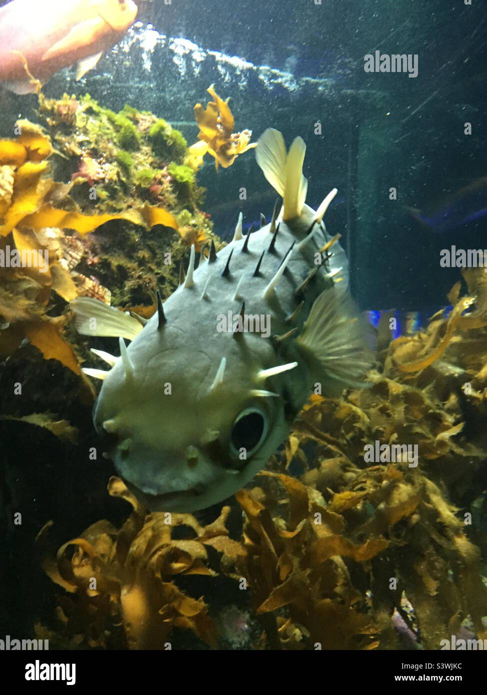 Aquarium puffer fish hi-res stock photography and images - Alamy