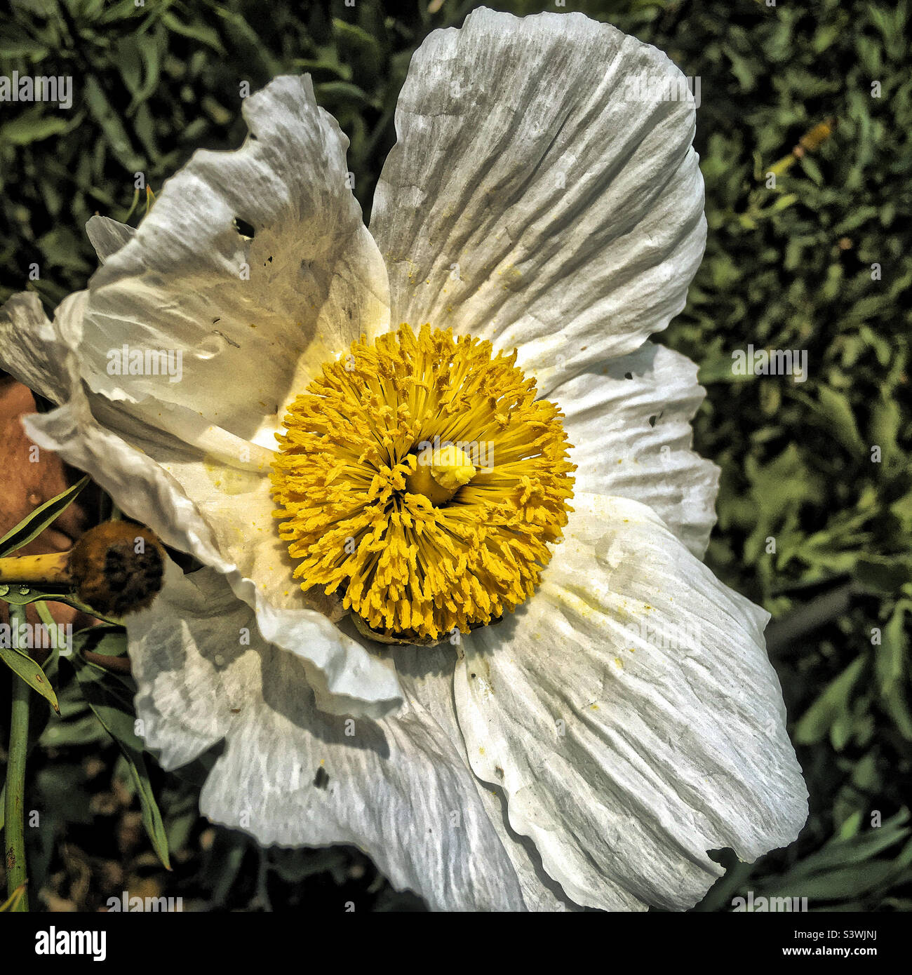 Egg plant flower hi-res stock photography and images - Alamy