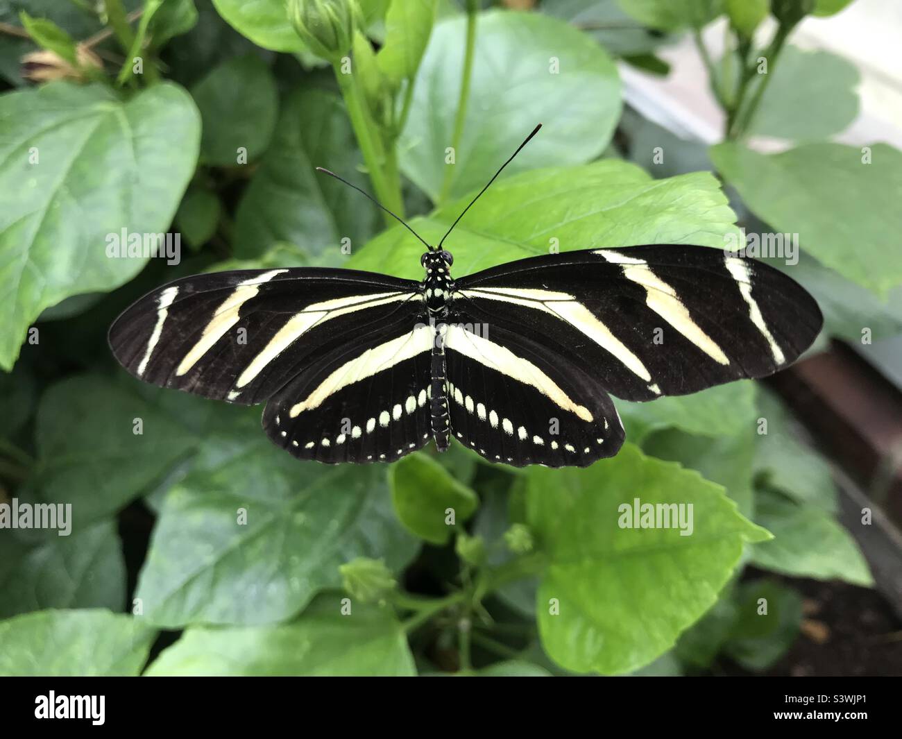 Zebra Longwing butterfly South America Heliconius Charitonius Stock ...