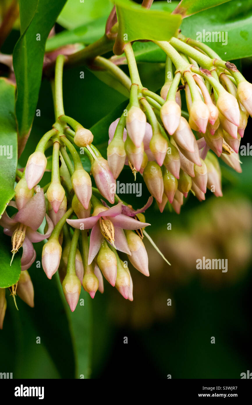 New flowers hi-res stock photography and images - Alamy