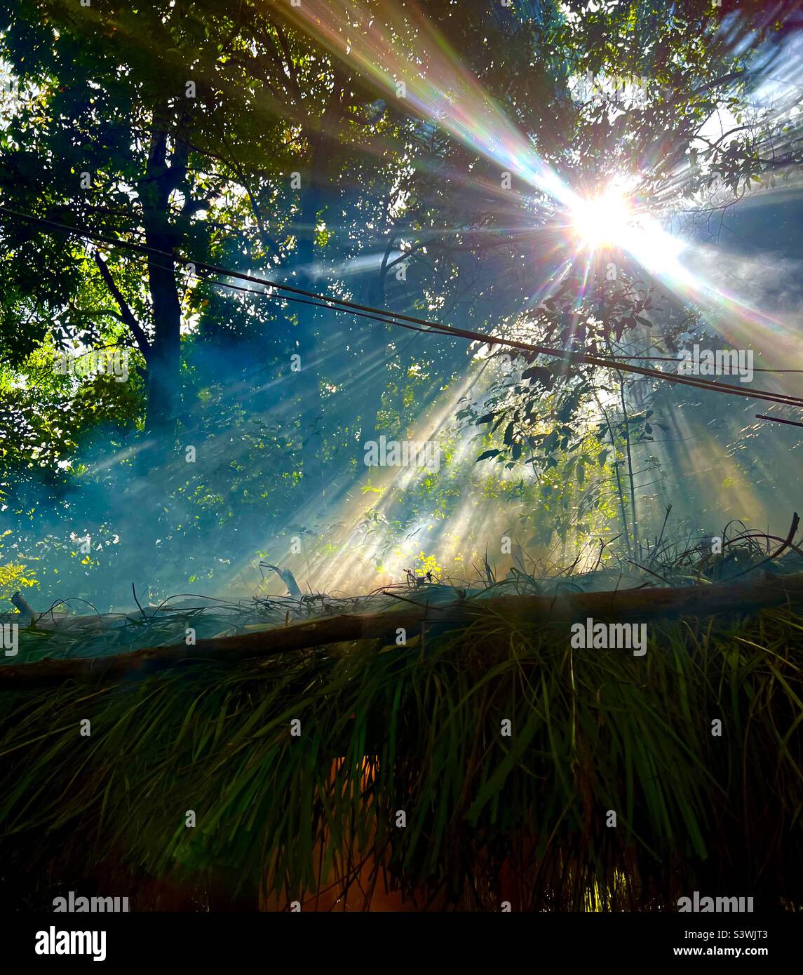 Morning jungle hi-res stock photography and images - Alamy