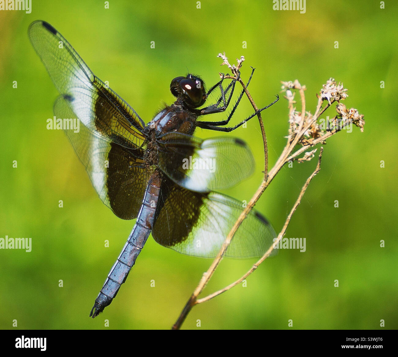 Widow Skimmer Dragonfly Spiritual Meaning at Carmen Elliott blog