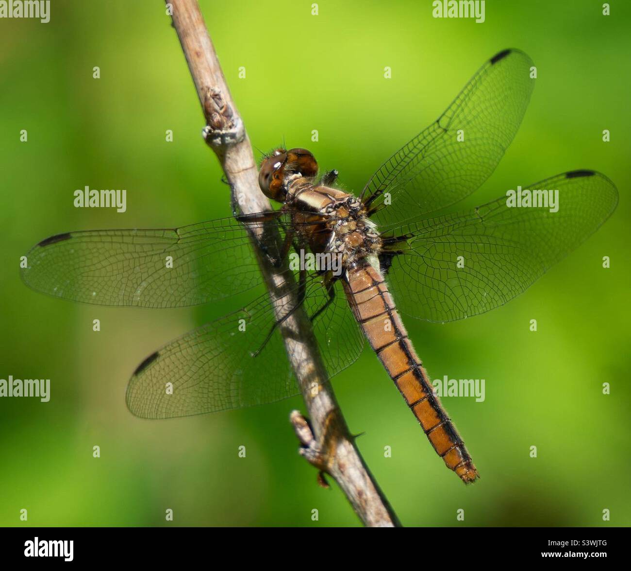 Female corporal hi-res stock photography and images - Alamy