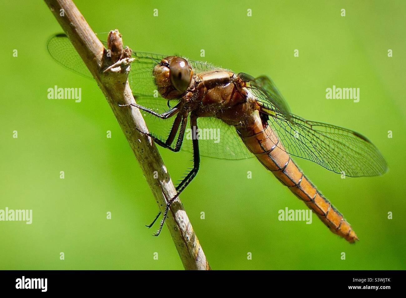 Female corporal hi-res stock photography and images - Alamy