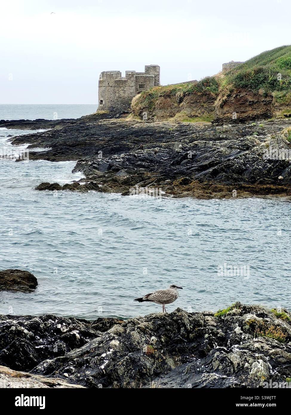Gull at Pendennis Point, Falmouth, Cornwall, UK Stock Photo - Alamy