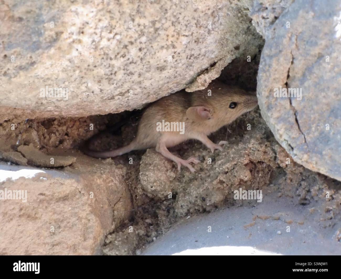 Mouse in wall hi-res stock photography and images - Alamy