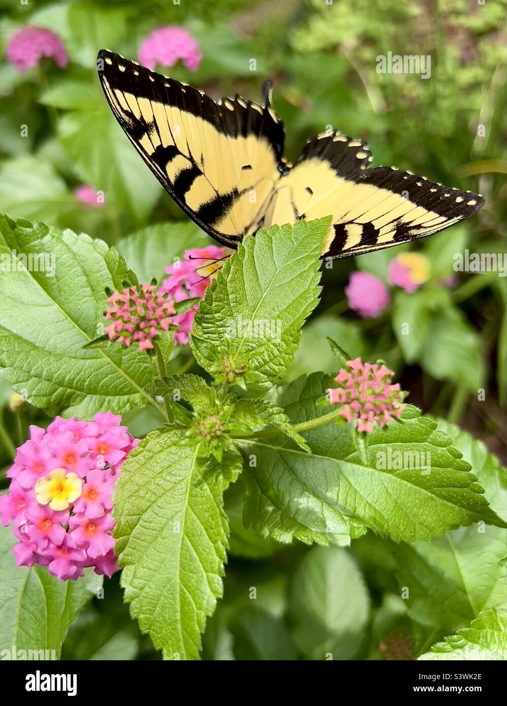Eastern tiger swallow hi-res stock photography and images - Alamy