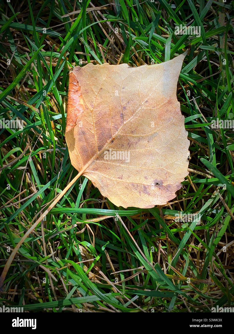 Fallen leaf in green grass Stock Photo - Alamy