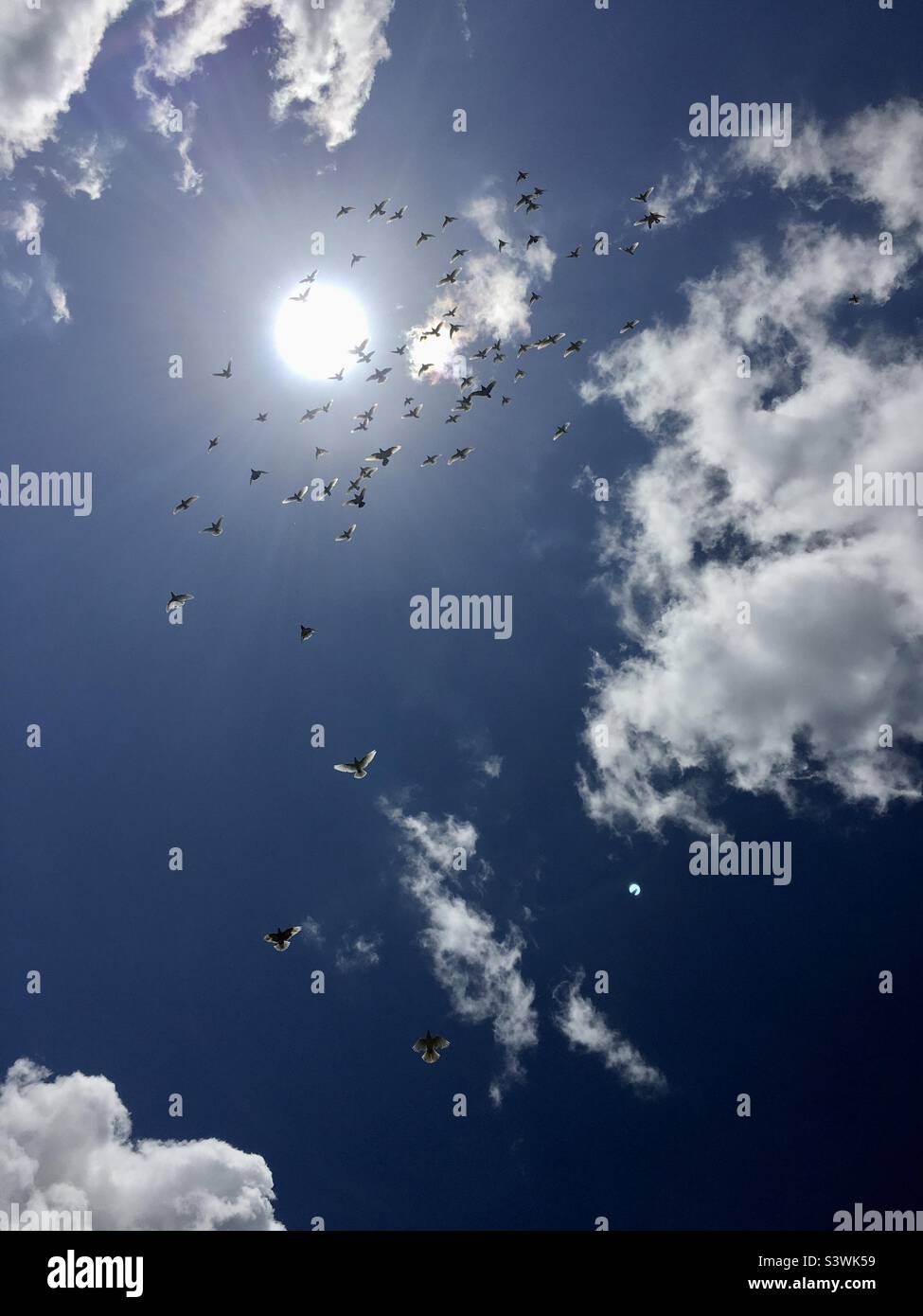 Bright sunlight birds hi-res stock photography and images - Alamy