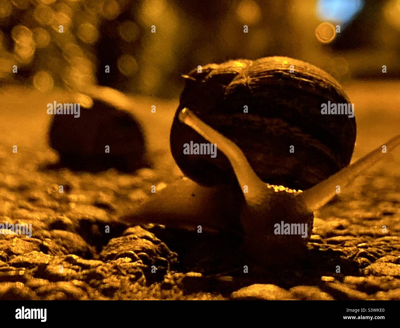 Snail on a night time walk Stock Photo - Alamy