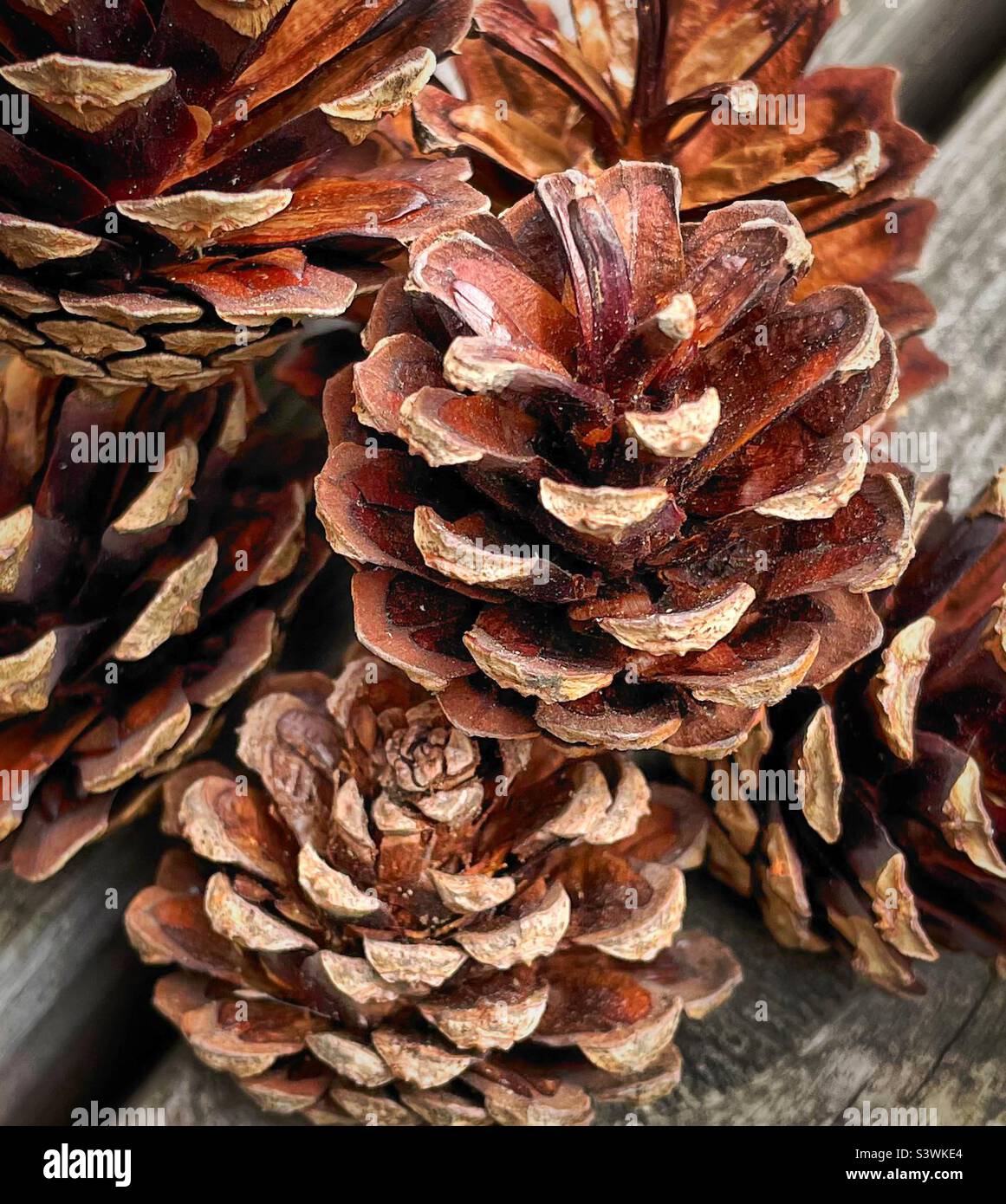 Cones on the bench hi-res stock photography and images - Alamy