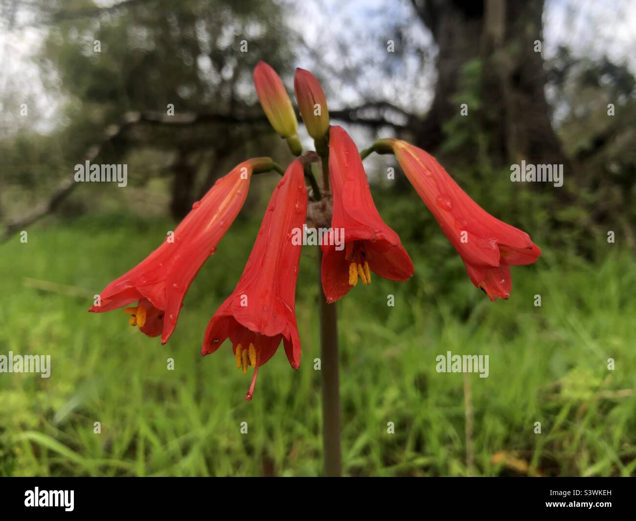 Native grass and flowers hi-res stock photography and images - Alamy