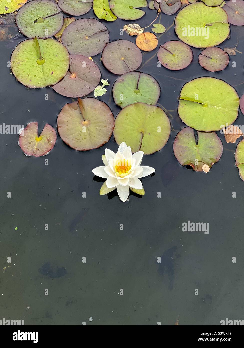 Floating leaf leaves hi-res stock photography and images - Alamy