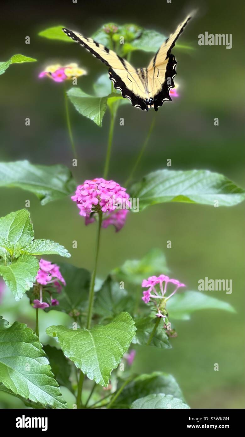 Eastern tiger swallow hi-res stock photography and images - Alamy