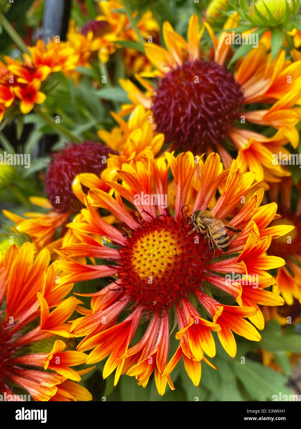 Colorful Gallardia flowers with a honeybee Stock Photo - Alamy
