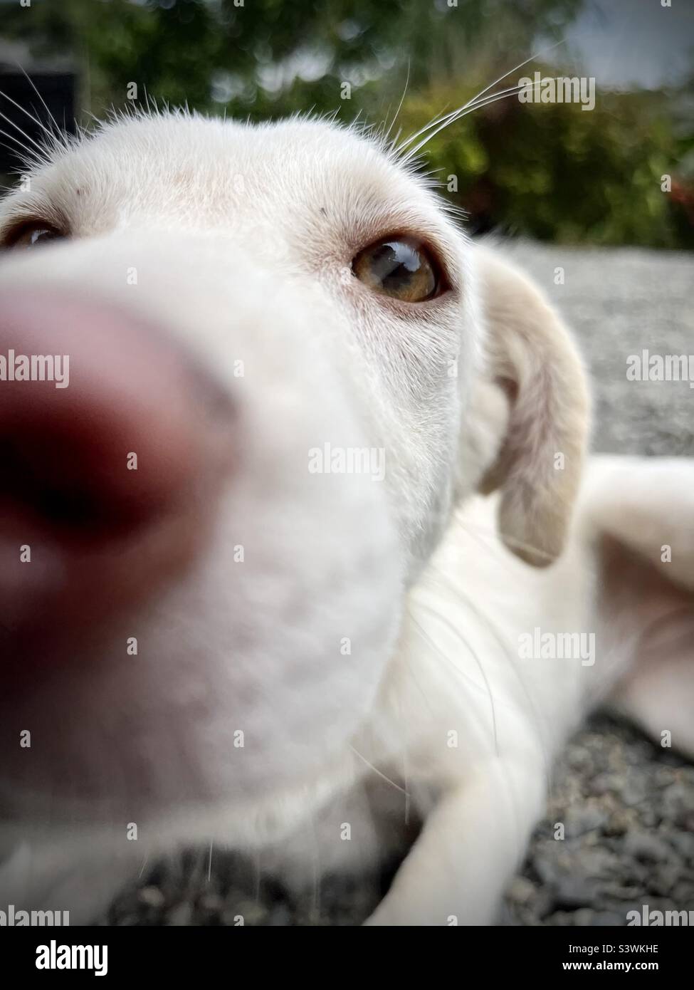 Sniffing dog hi-res stock photography and images - Alamy