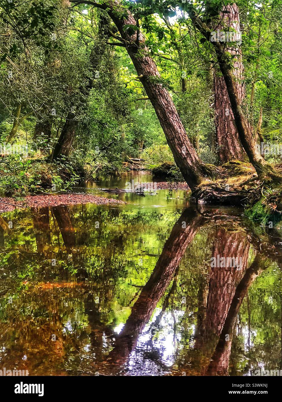 Reflections on Ober Water stream in the New Forest National Park Stock ...