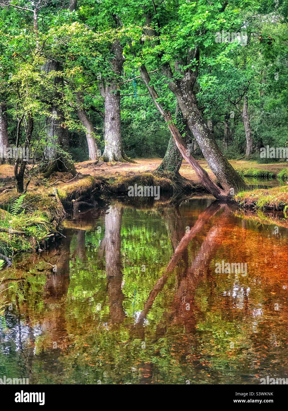 Oak trees reflections on Ober Water stream in the New Forest National ...