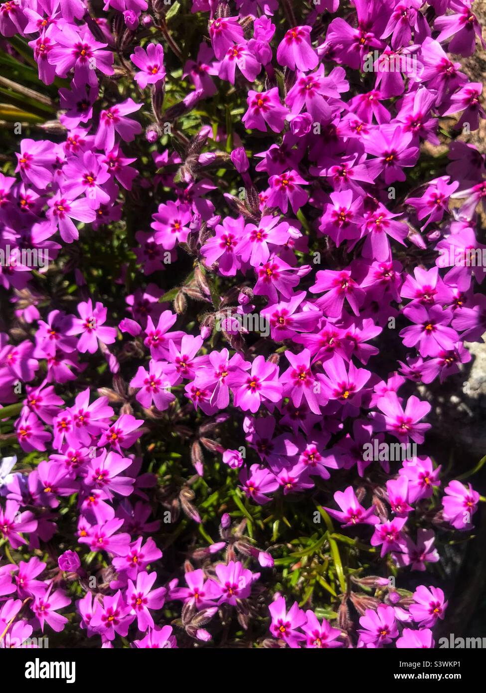 Bright colour flowers hi-res stock photography and images - Alamy
