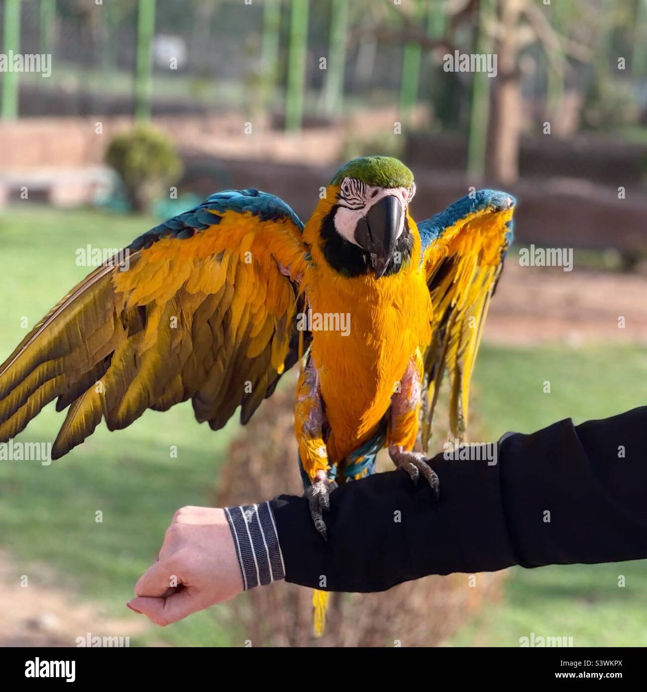 Parrot 🦜 in the zoo Stock Photo - Alamy