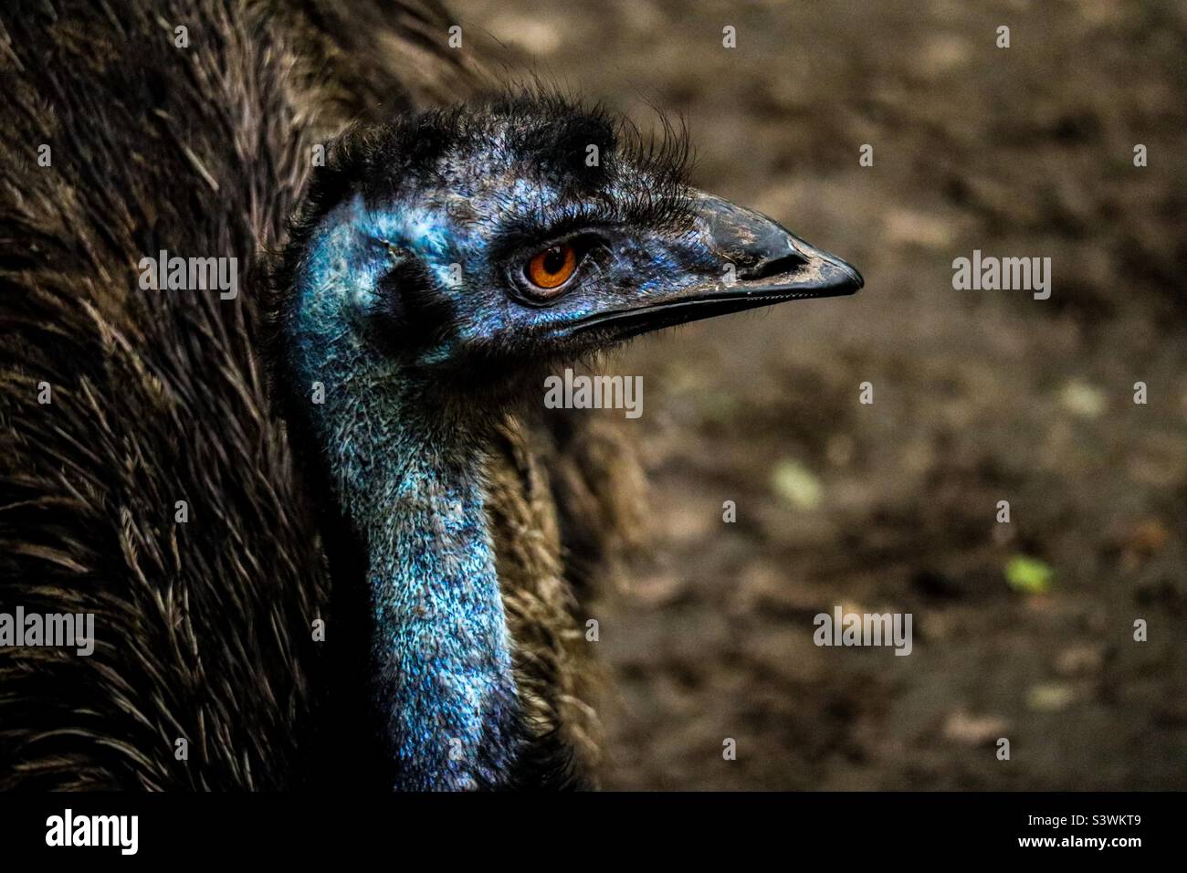 Hairy beak hi-res stock photography and images - Alamy