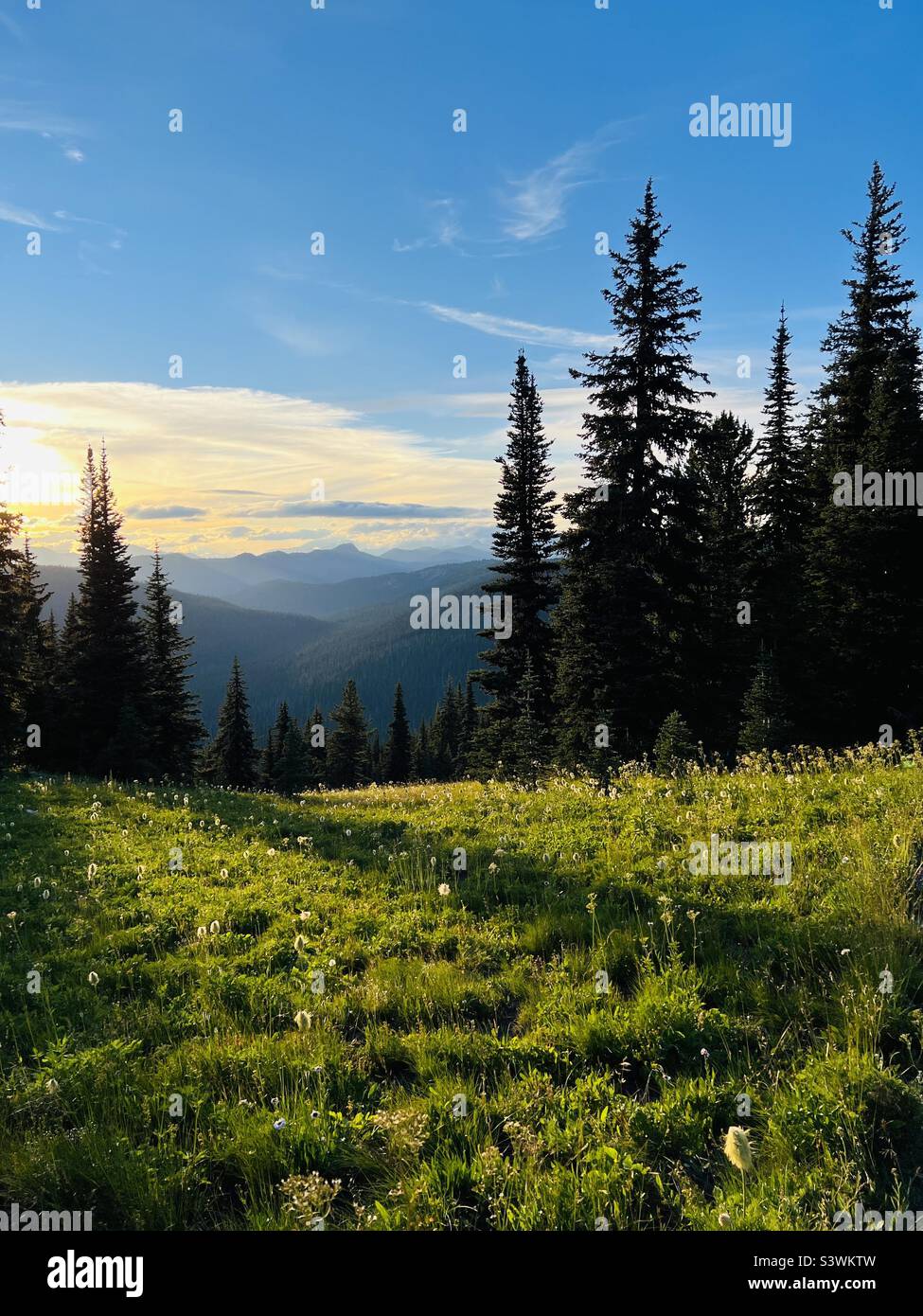 Alpine flora hi-res stock photography and images - Alamy