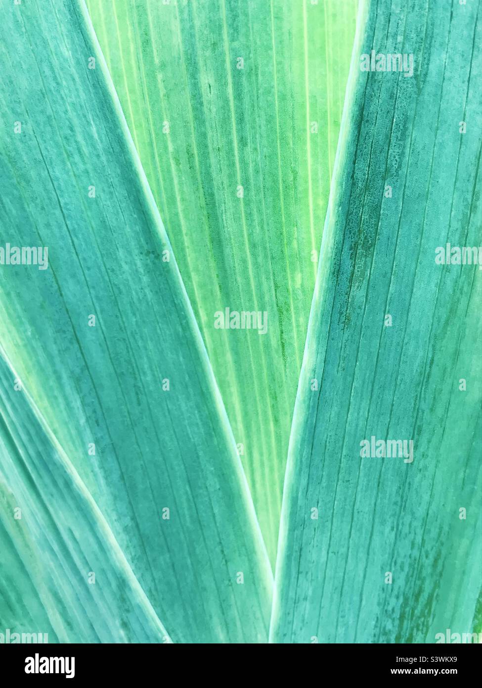 Textured greenery hi-res stock photography and images - Alamy